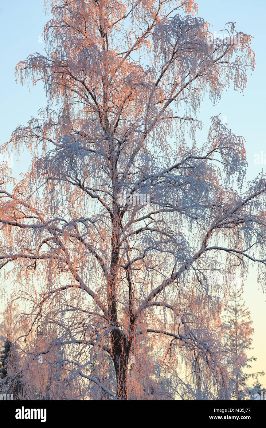 Last sunlight in frosty tree Stock Photo - Alamy