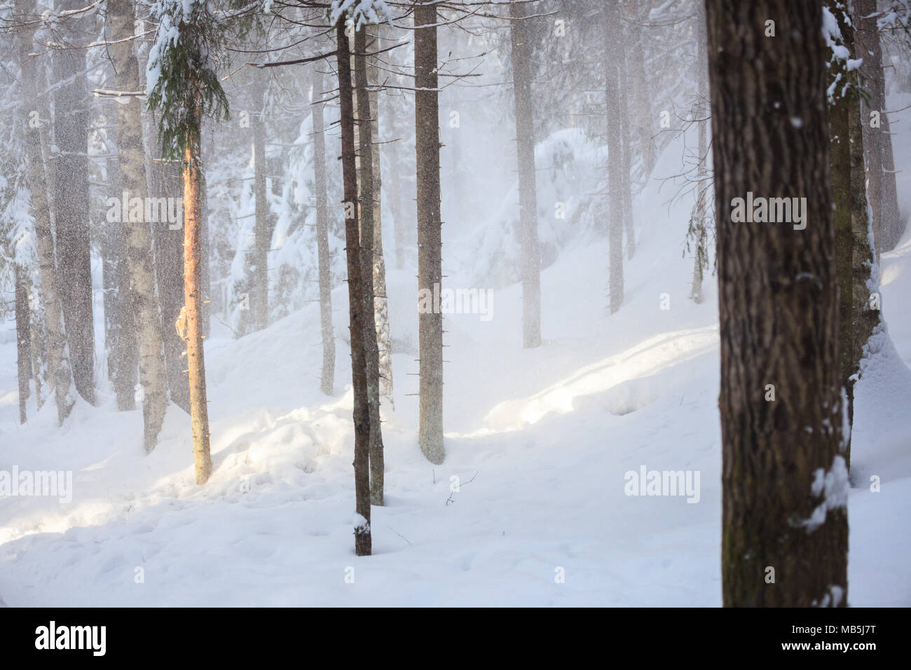 Snowy forest at sunny winter day Stock Photo - Alamy