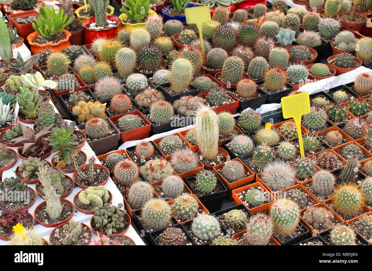 Cacti pots hi-res stock photography and images - Alamy