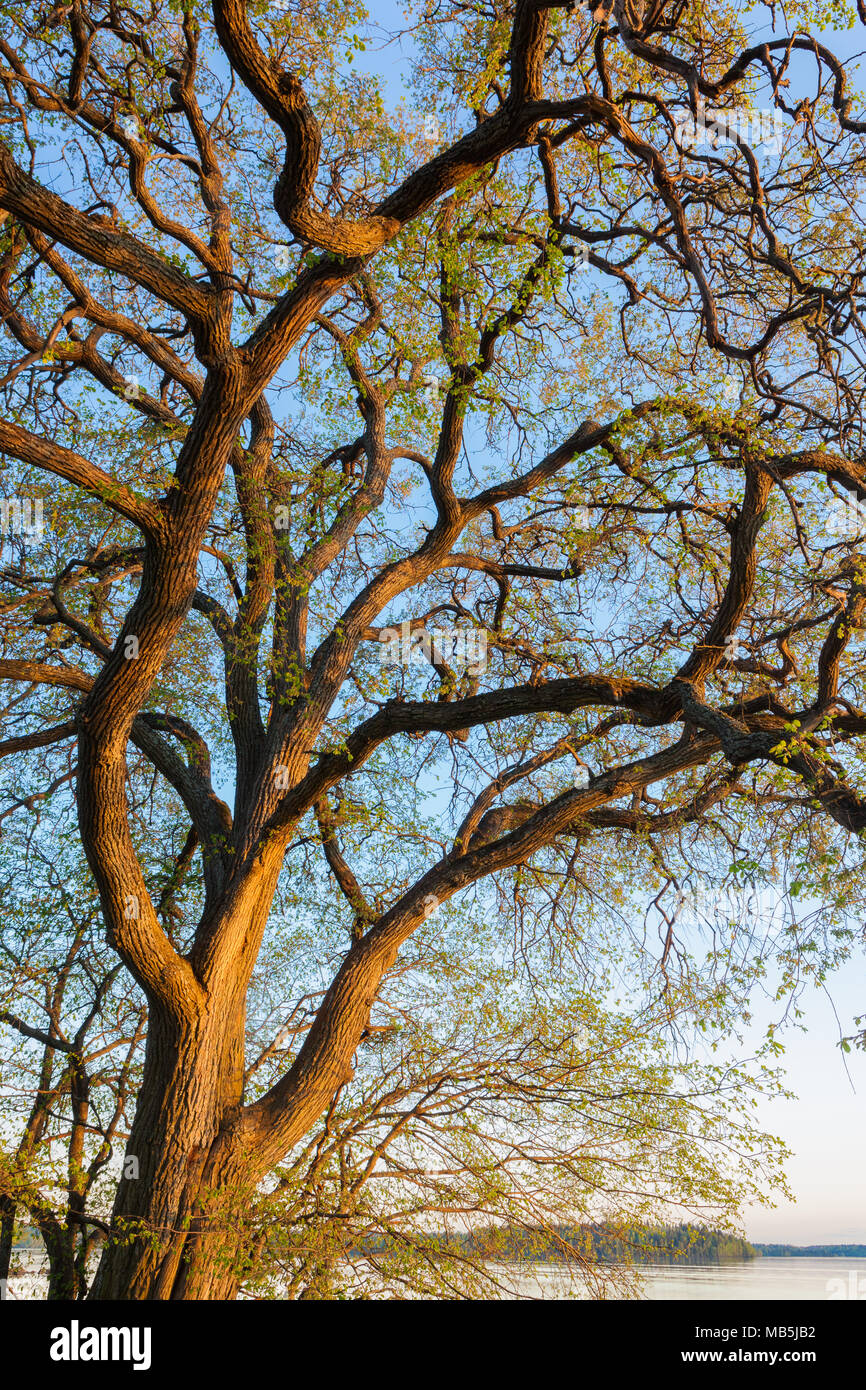 Curl tree hi-res stock photography and images - Alamy