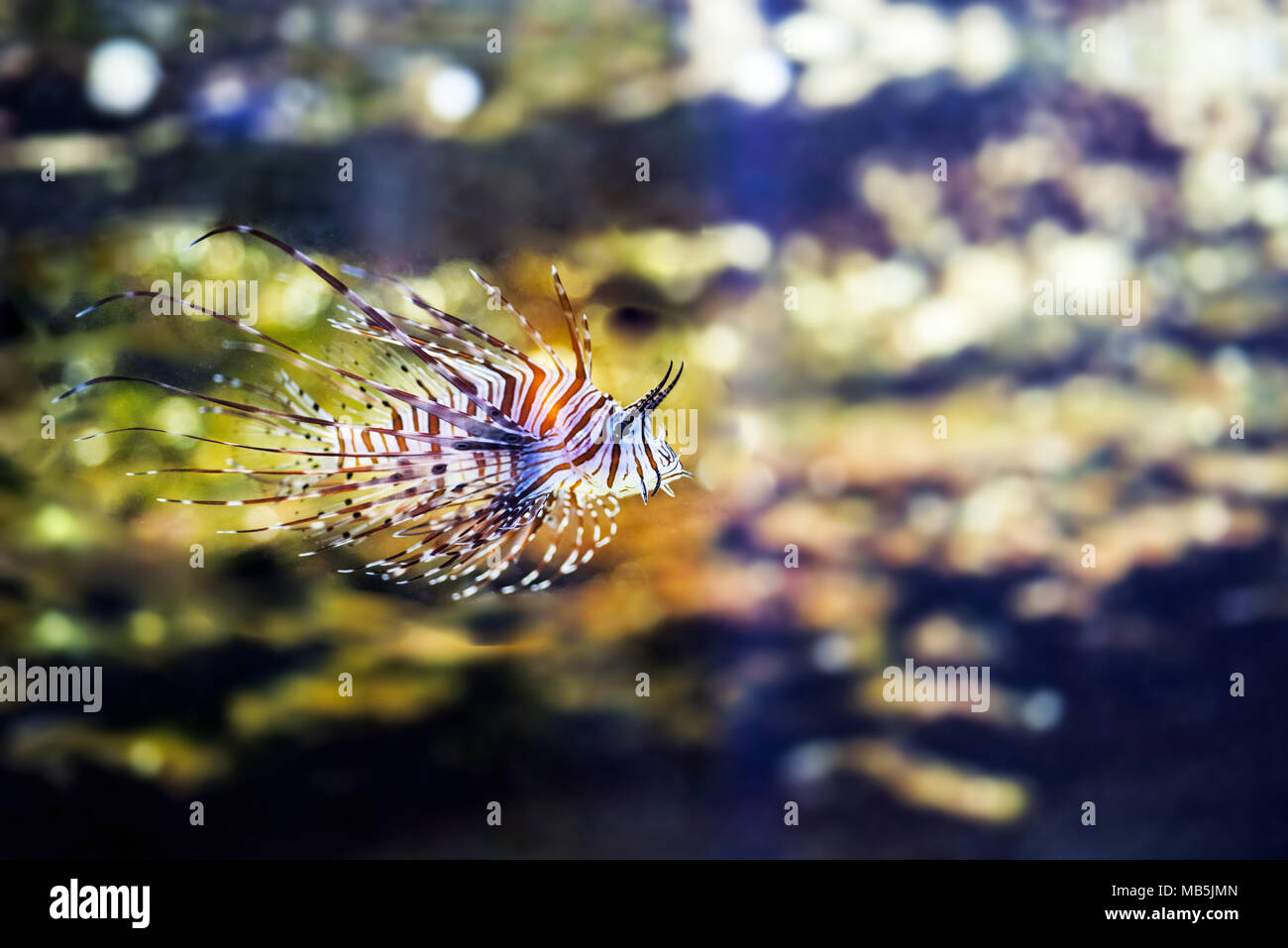 Fish swimming in the lake water. Macro photo from above. Croatia Park ...