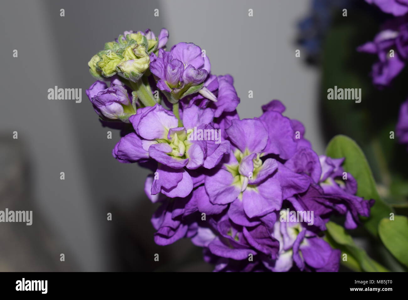 Modest flower hi-res stock photography and images - Alamy