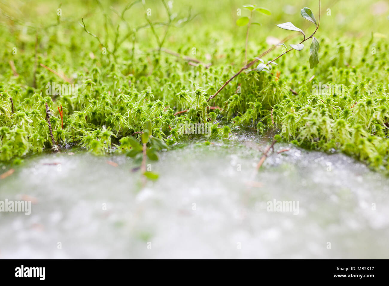 Moss ice hi-res stock photography and images - Alamy