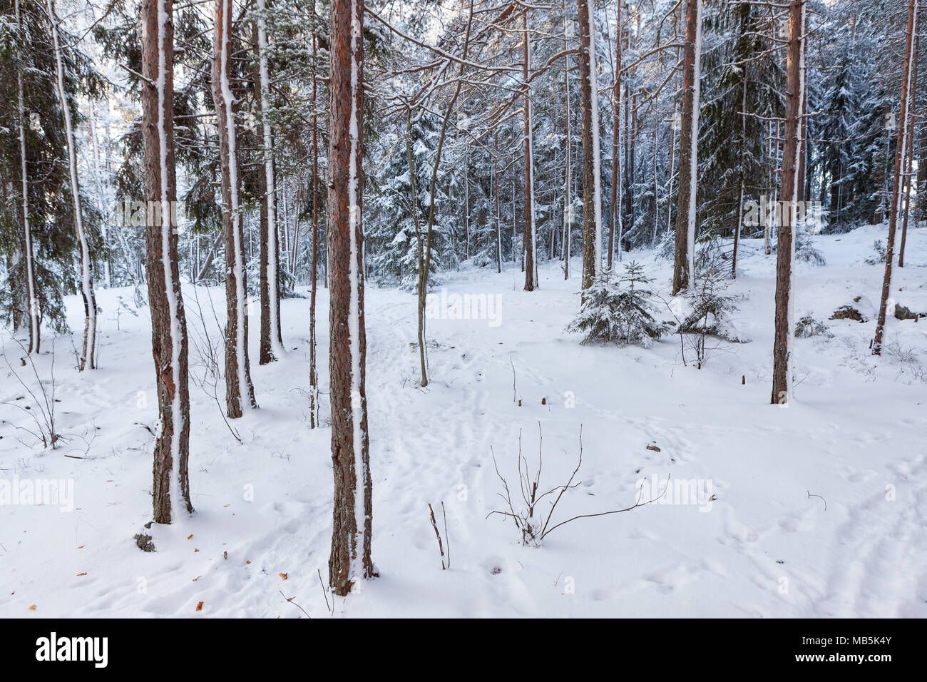 Blizzard forest hi-res stock photography and images - Alamy
