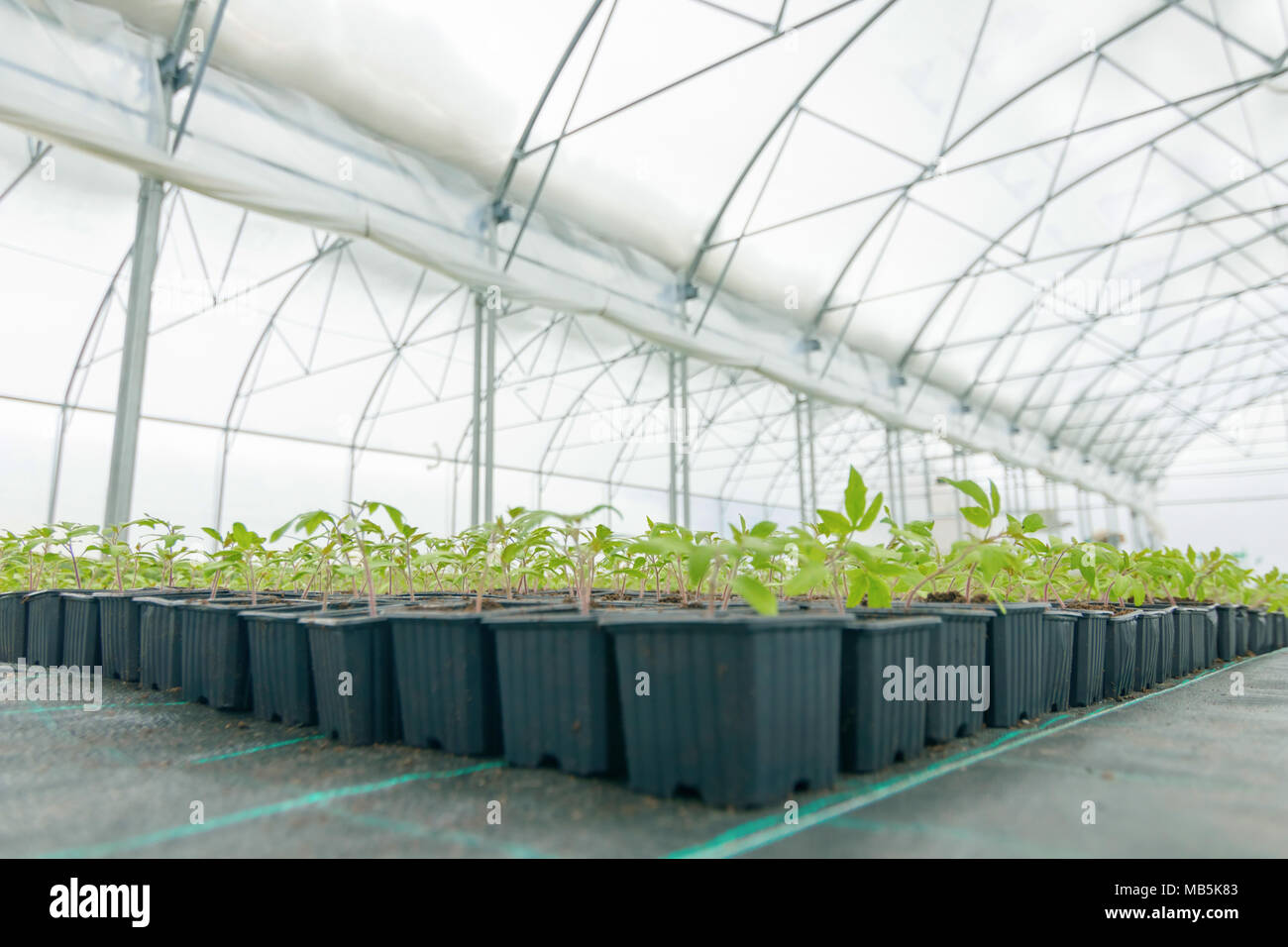 Sprouted Tomato. Potted Tomato Seedlings Green Leaves Stock Photo - Alamy