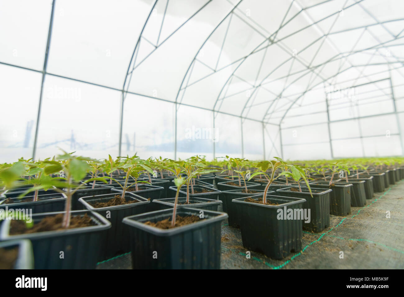 Sprouted Tomato. Potted Tomato Seedlings Green Leaves Stock Photo - Alamy