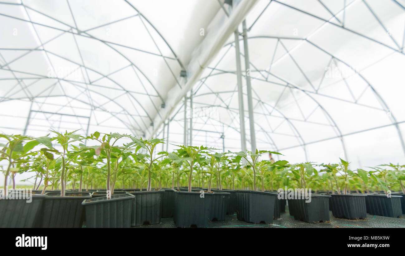 Sprouted Tomato. Potted Tomato Seedlings Green Leaves Stock Photo - Alamy