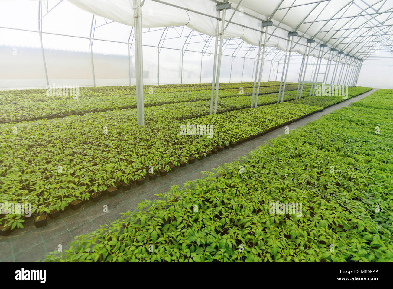 Greenhouse plant nursery. Spring Seedlings, Young plants growing Stock ...