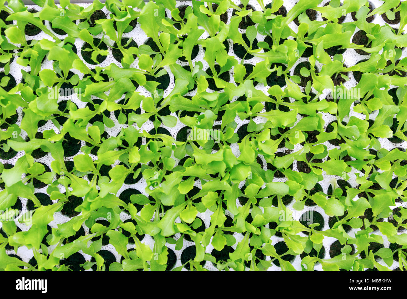 Organic seedling sapling lettuces hi-res stock photography and images ...