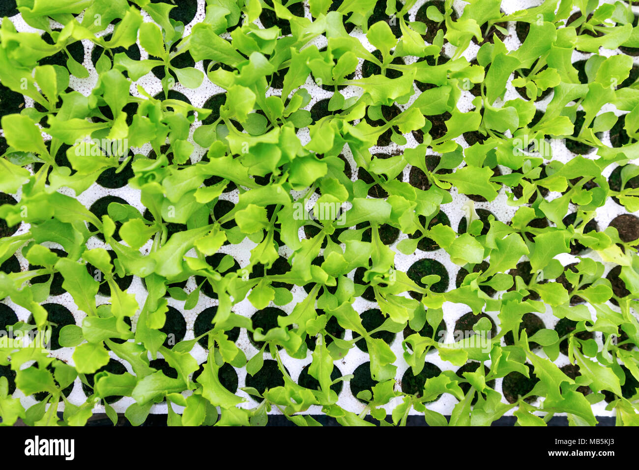 Organic seedling sapling lettuces hi-res stock photography and images ...