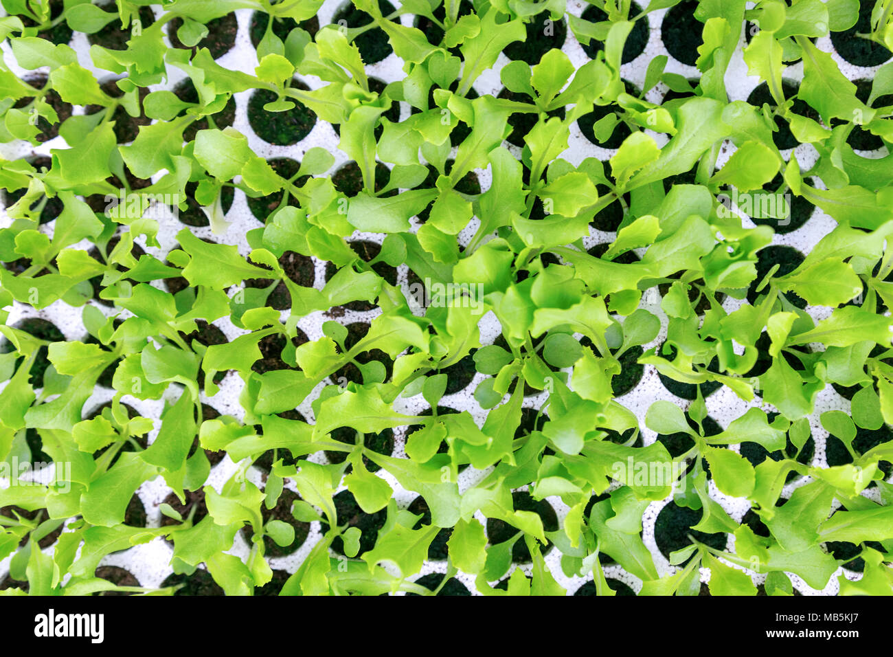 Organic seedling sapling lettuces hi-res stock photography and images ...