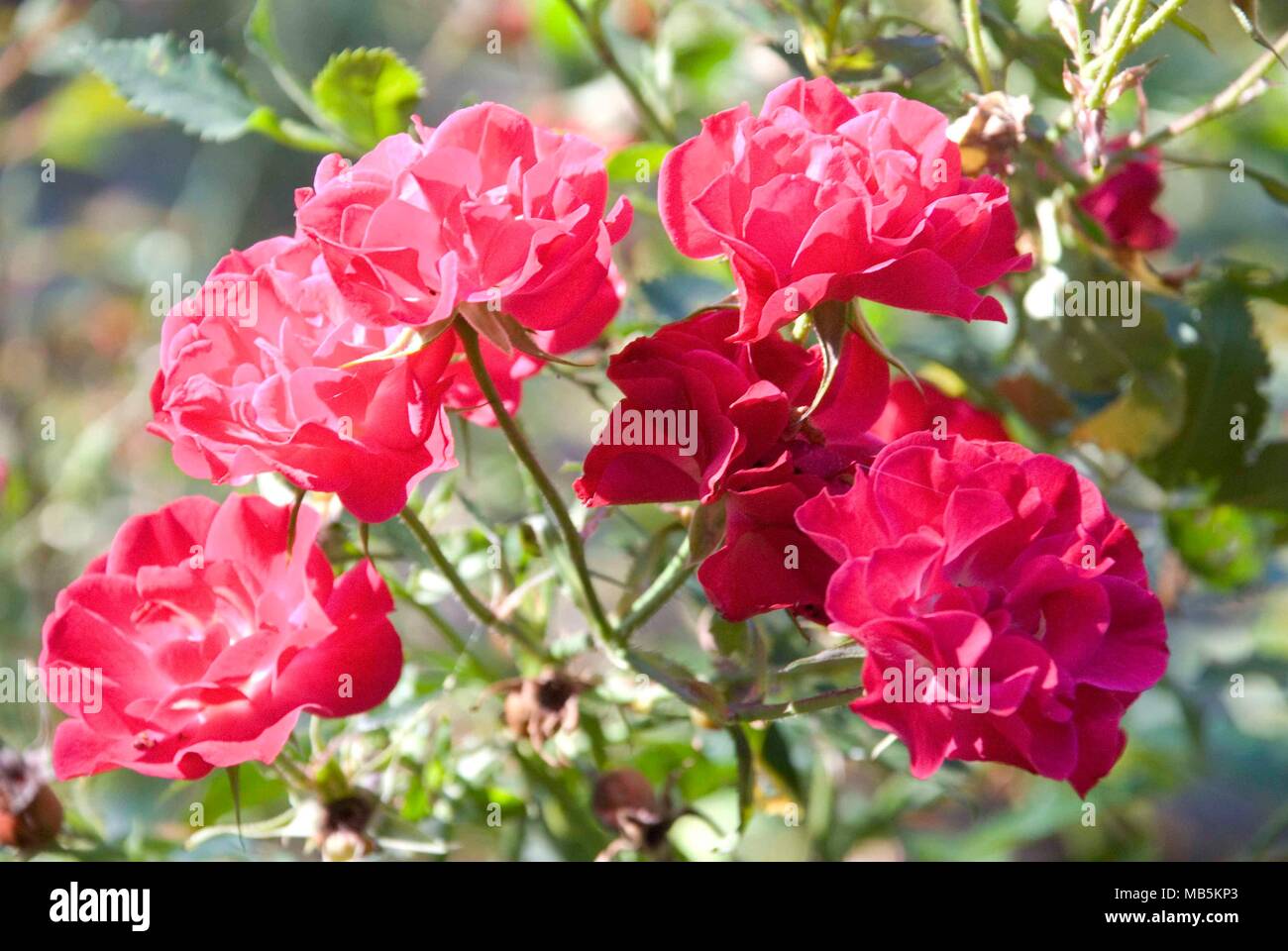 Red paeonia hi-res stock photography and images - Alamy