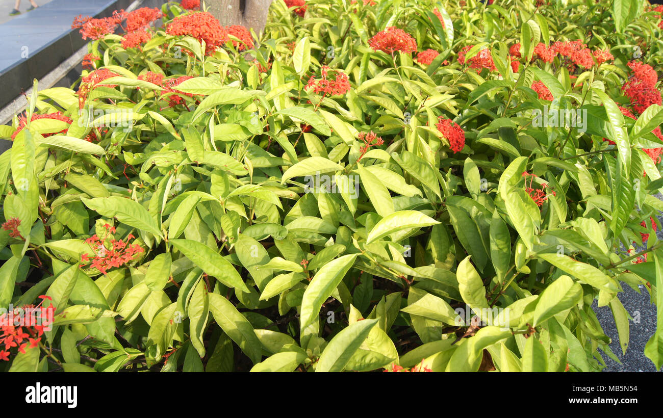 Singapore national flower hi-res stock photography and images - Alamy