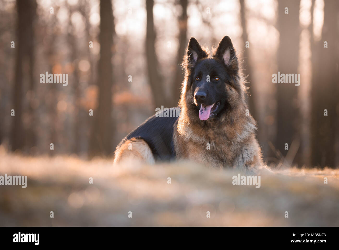 Portrait of german shepherd dog in spring morning sunrie Stock Photo ...