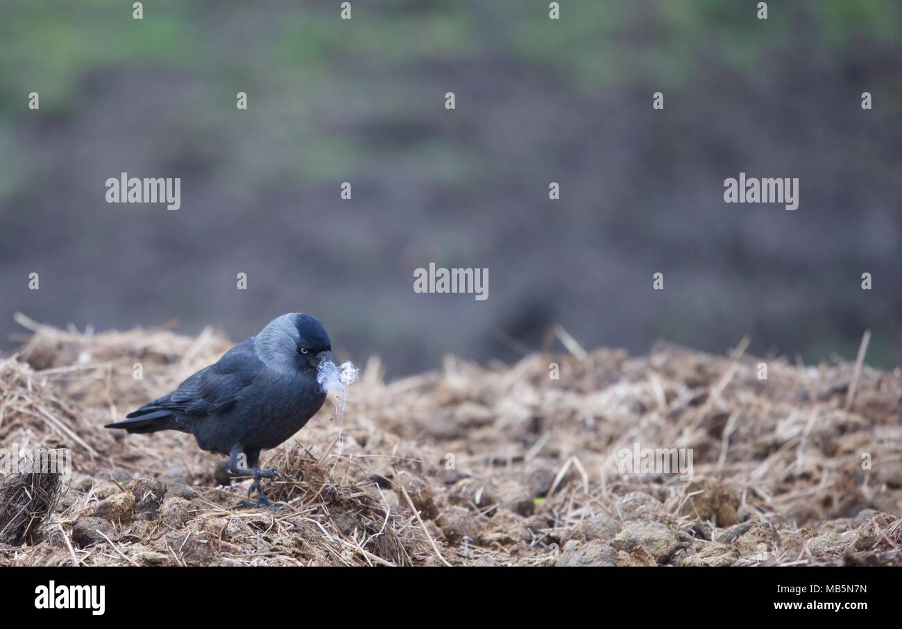 Jackdaw nest hi-res stock photography and images - Alamy