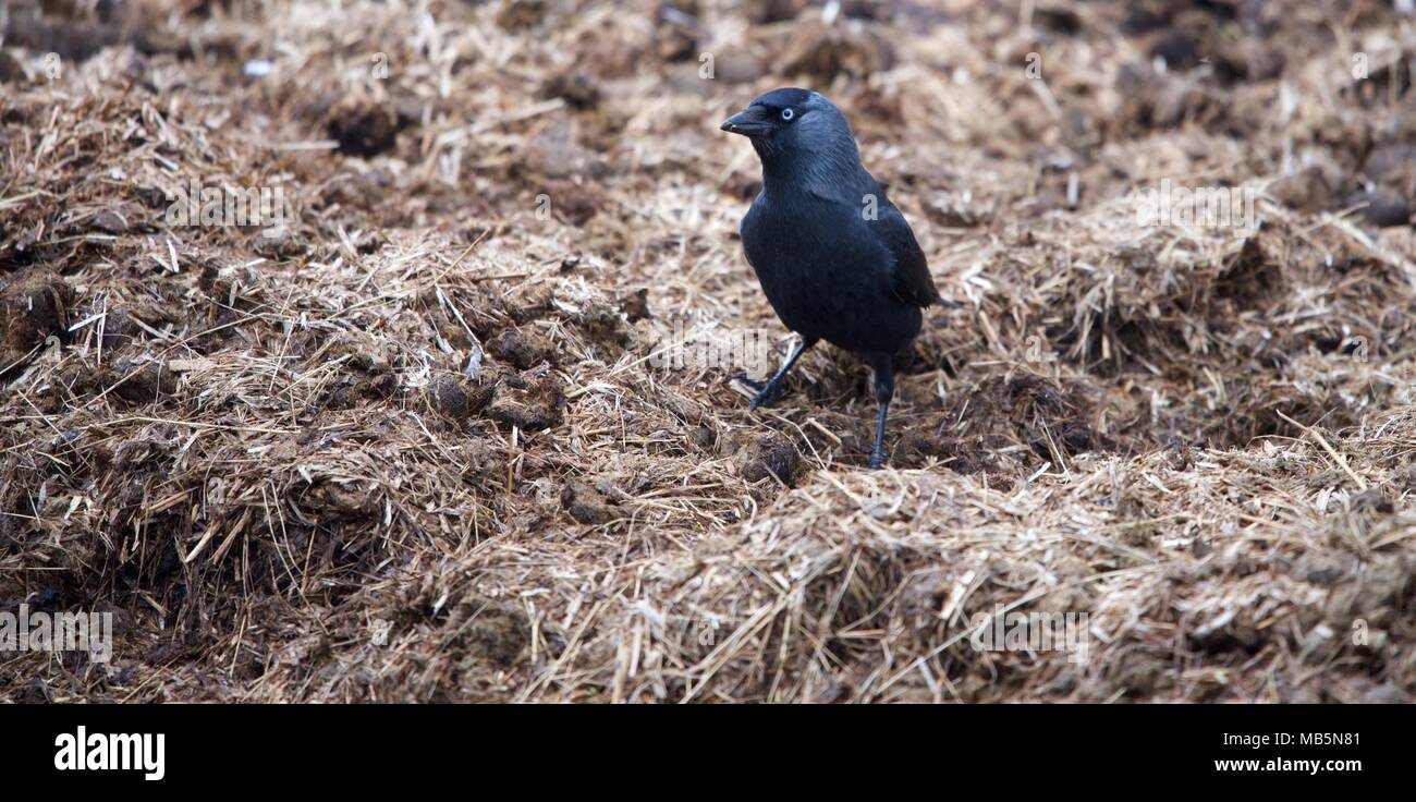 Jackdaw nest hi-res stock photography and images - Alamy