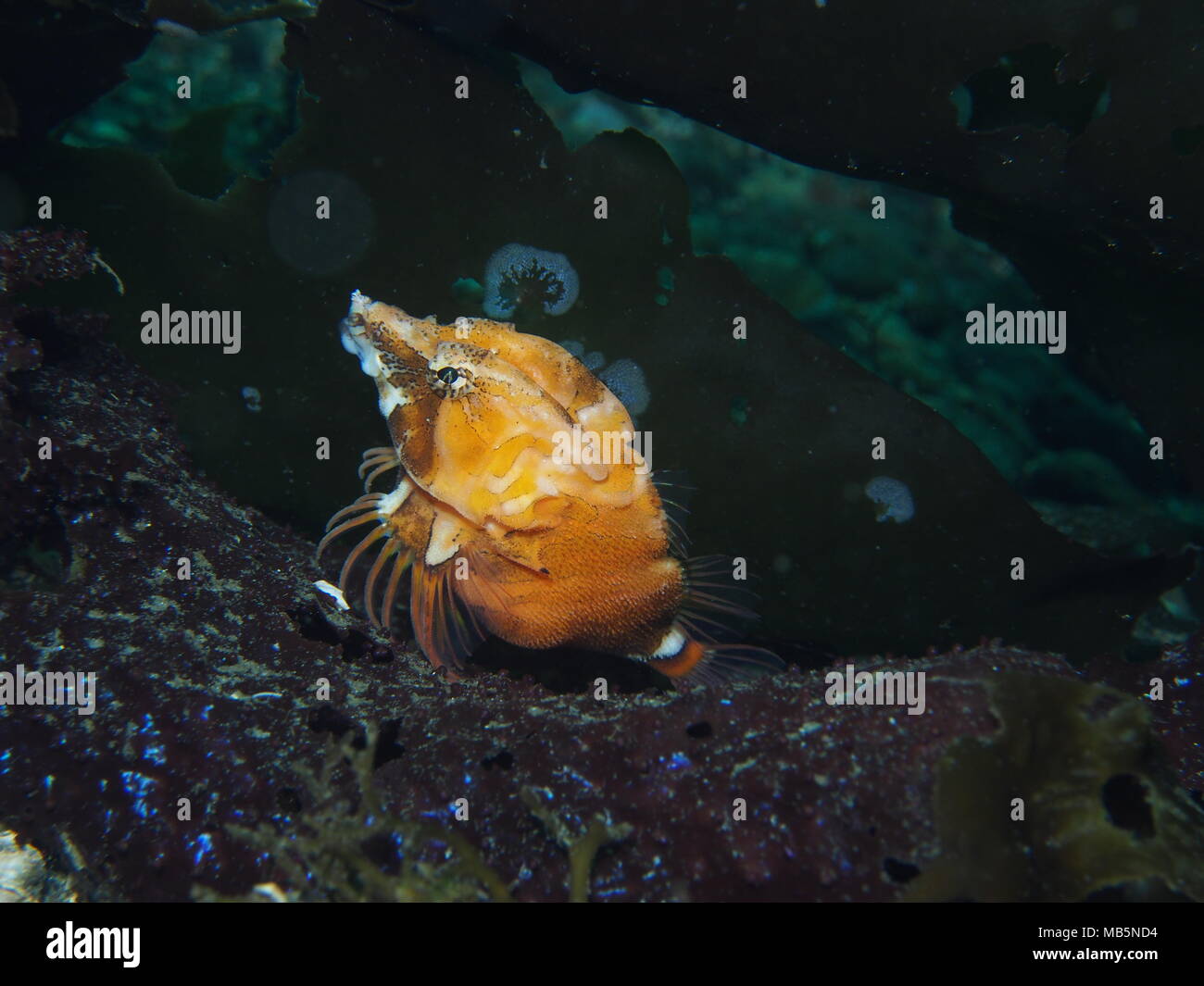 Cutest fish ever hi-res stock photography and images - Alamy