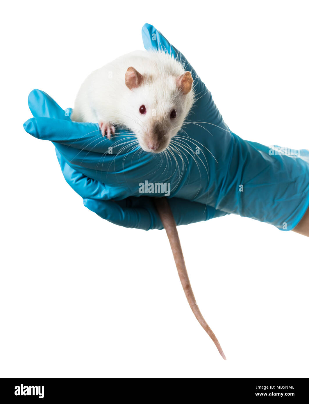hands in medical gloves hold a rat on white background Stock Photo - Alamy