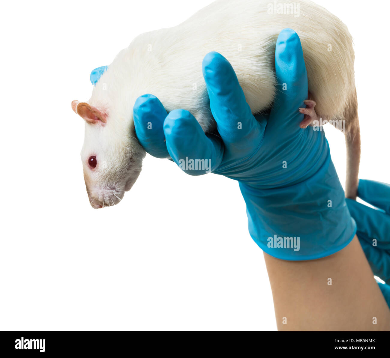 White albino laboratory rat in hi-res stock photography and images - Alamy