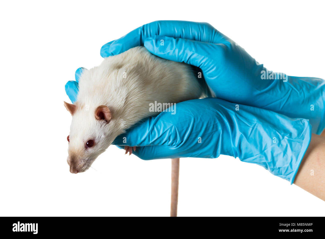 hands in medical gloves hold a rat on white background Stock Photo - Alamy