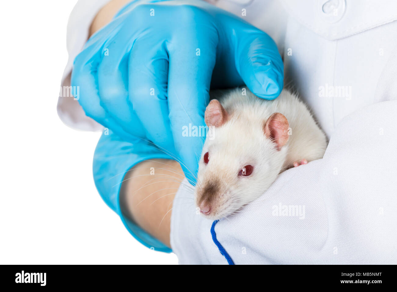hands in medical gloves hold a rat on white background Stock Photo - Alamy
