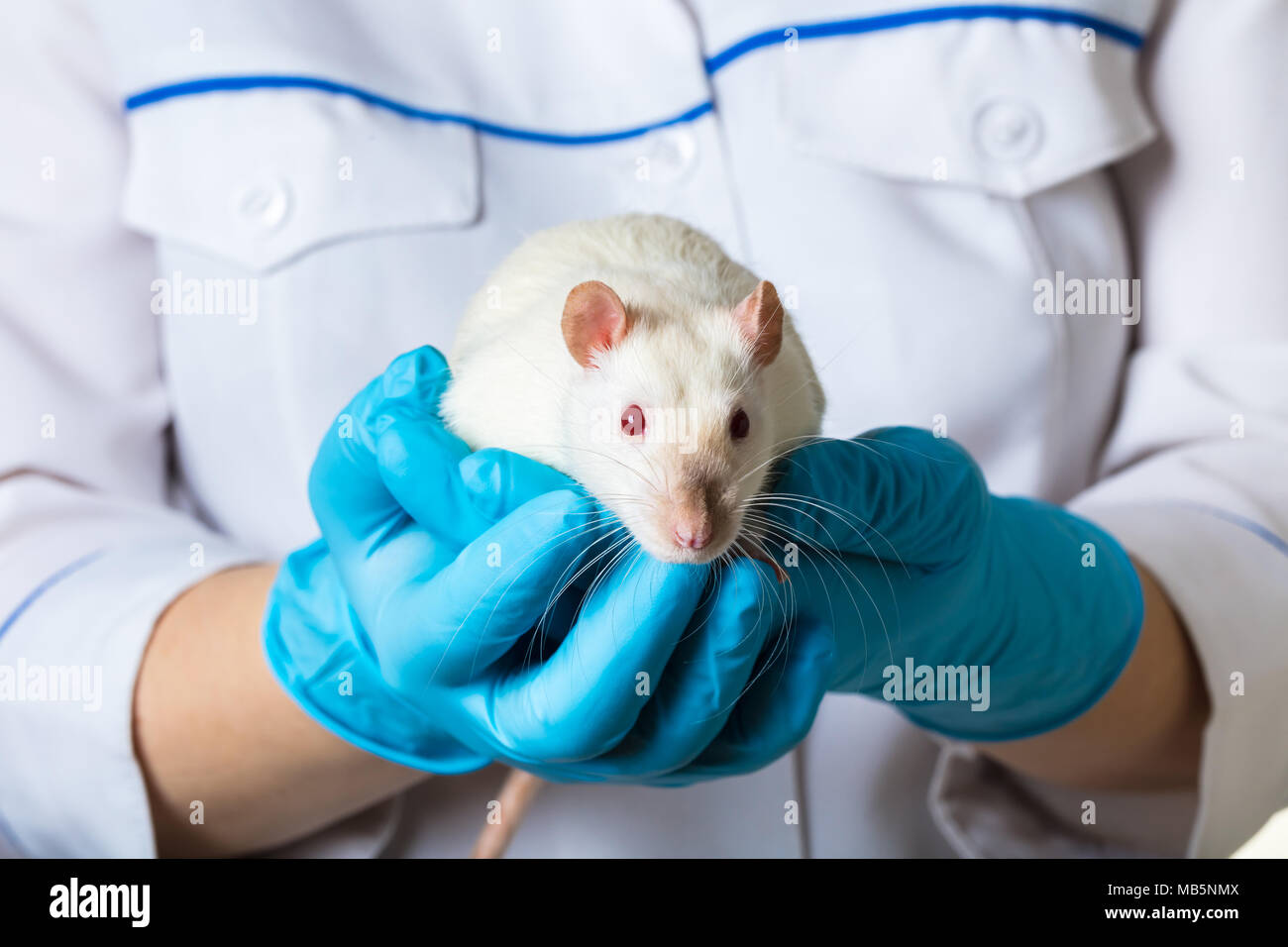 Pet Rat Scared High Resolution Stock Photography and Images - Alamy