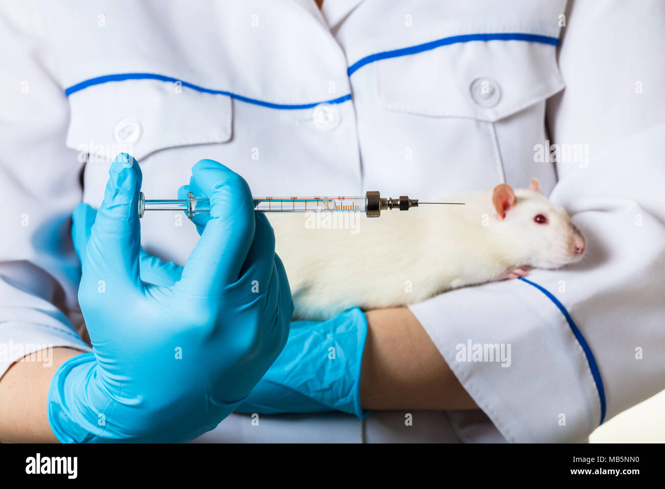 woman in uniform with syringe and a white rat Stock Photo - Alamy