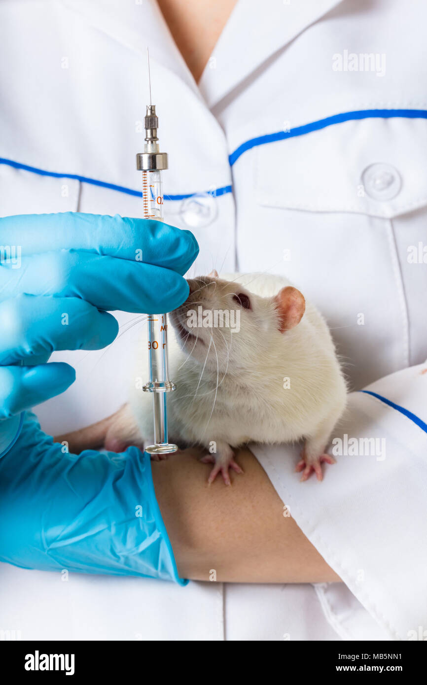 Lab Rat Glove High Resolution Stock Photography and Images - Alamy