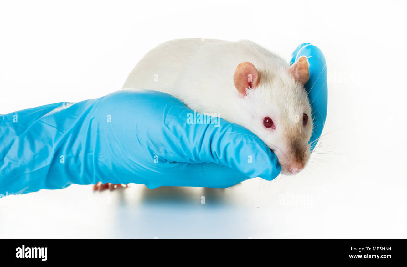 hand in medical gloves hold a rat on white background Stock Photo - Alamy