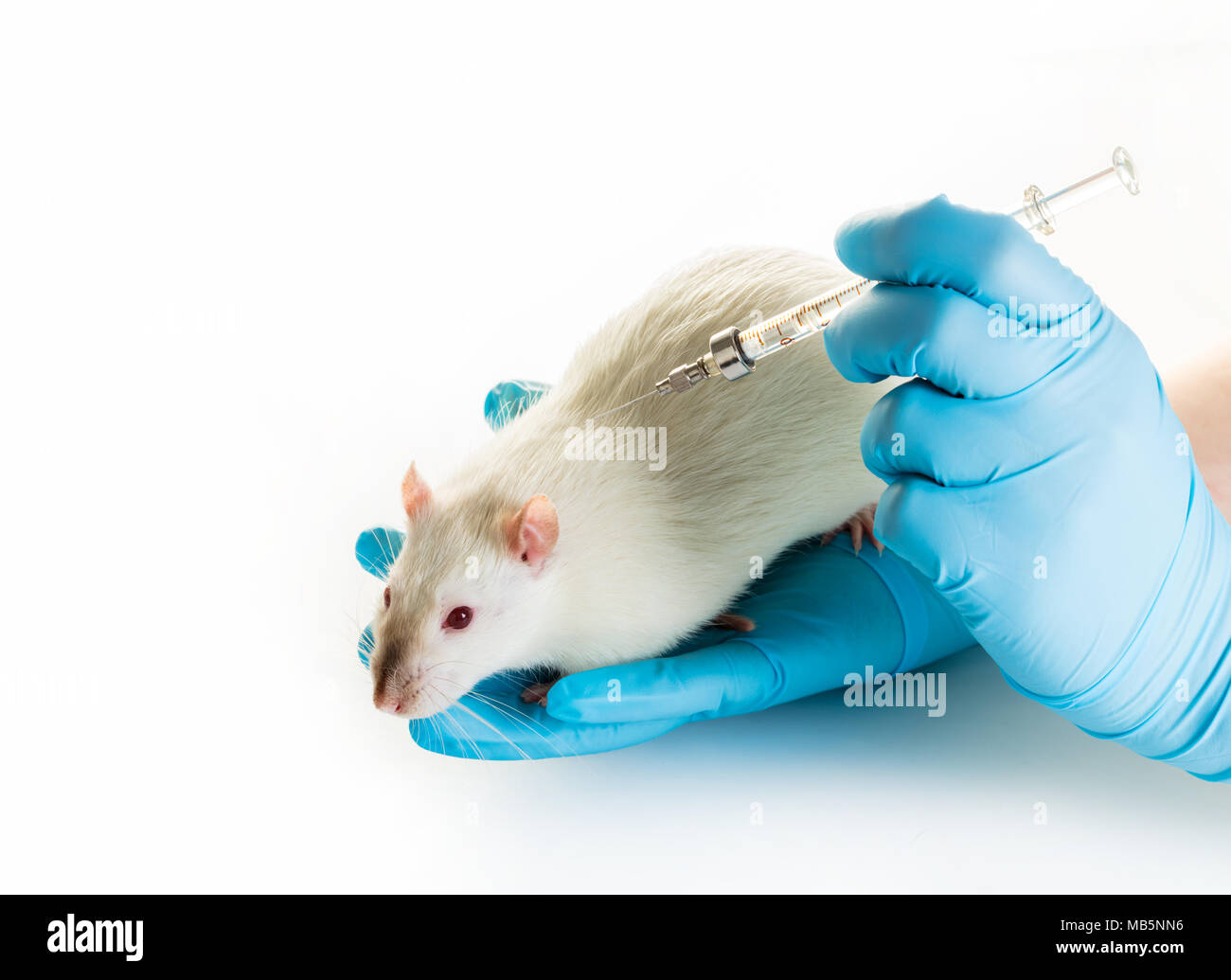 hands in medical gloves make white rat injection on white background ...
