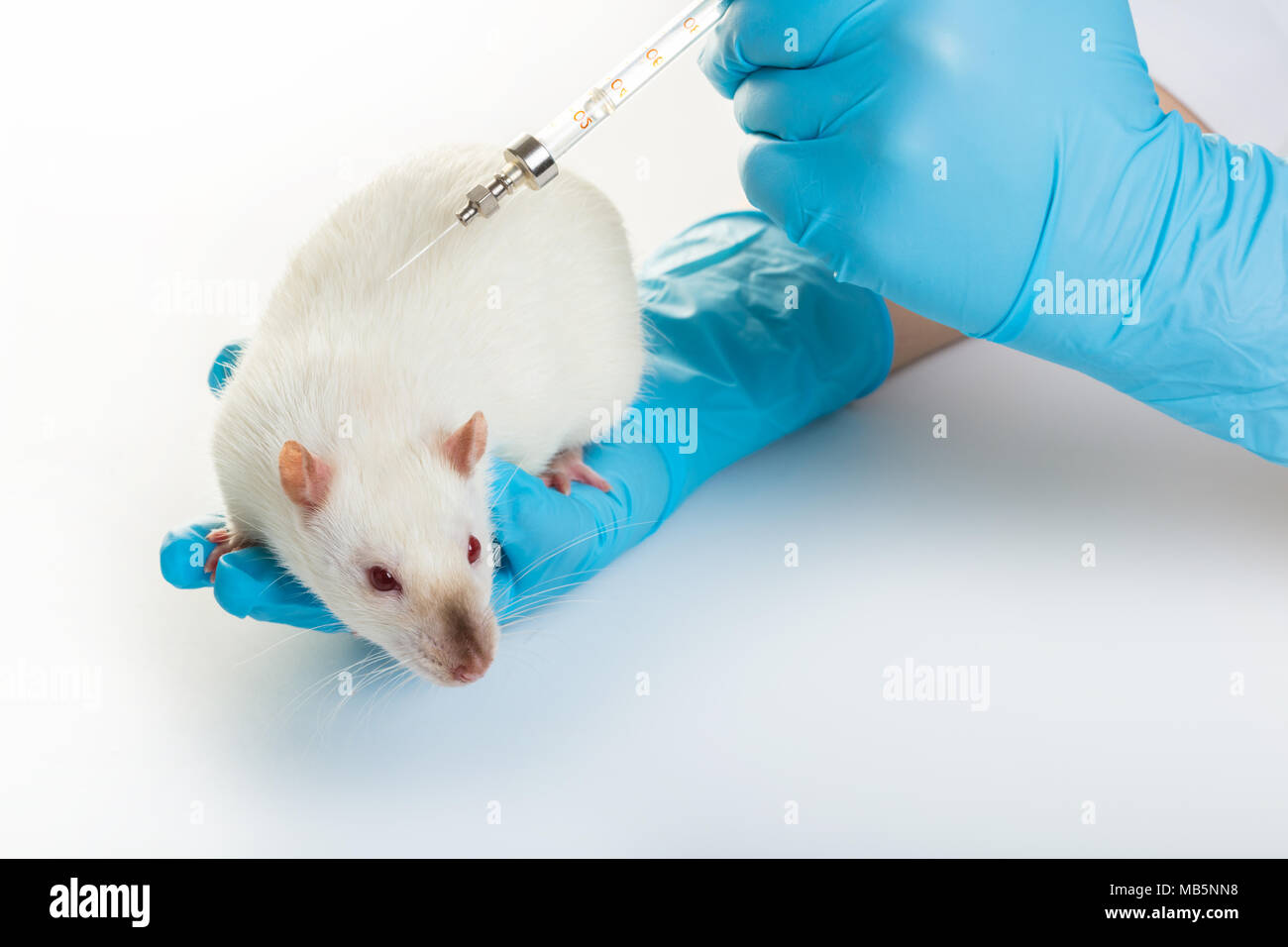 hands in medical gloves make white rat injection on white background ...