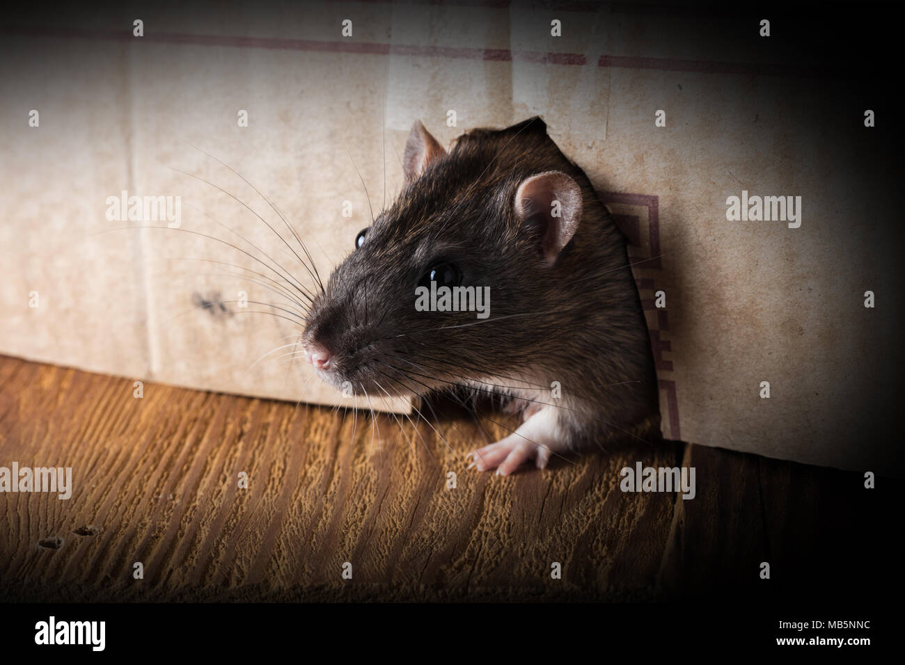 gray rat peeking out of the box close-up Stock Photo - Alamy