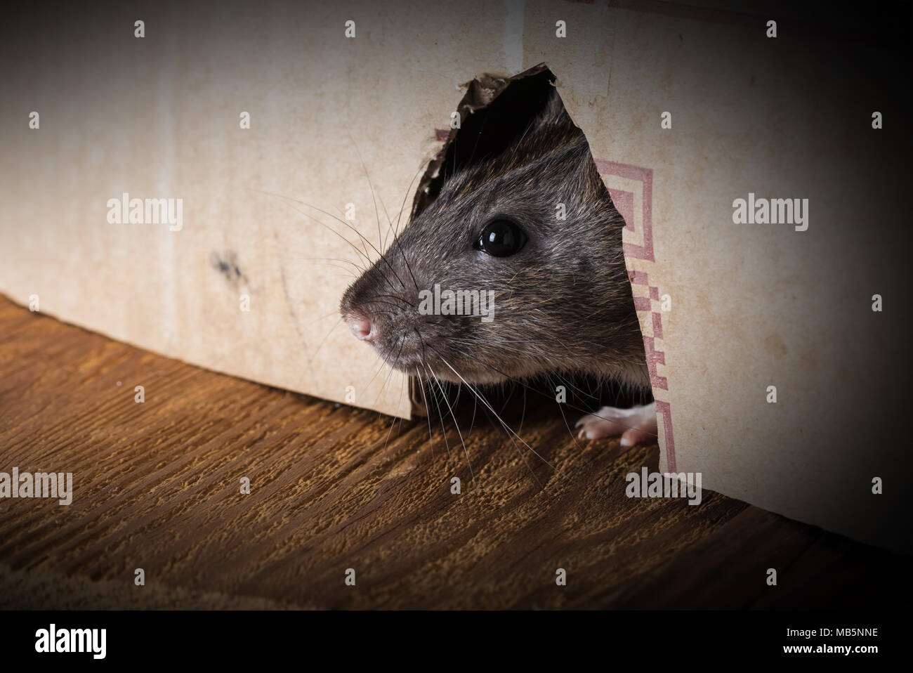 gray rat peeking out of the box close-up Stock Photo - Alamy