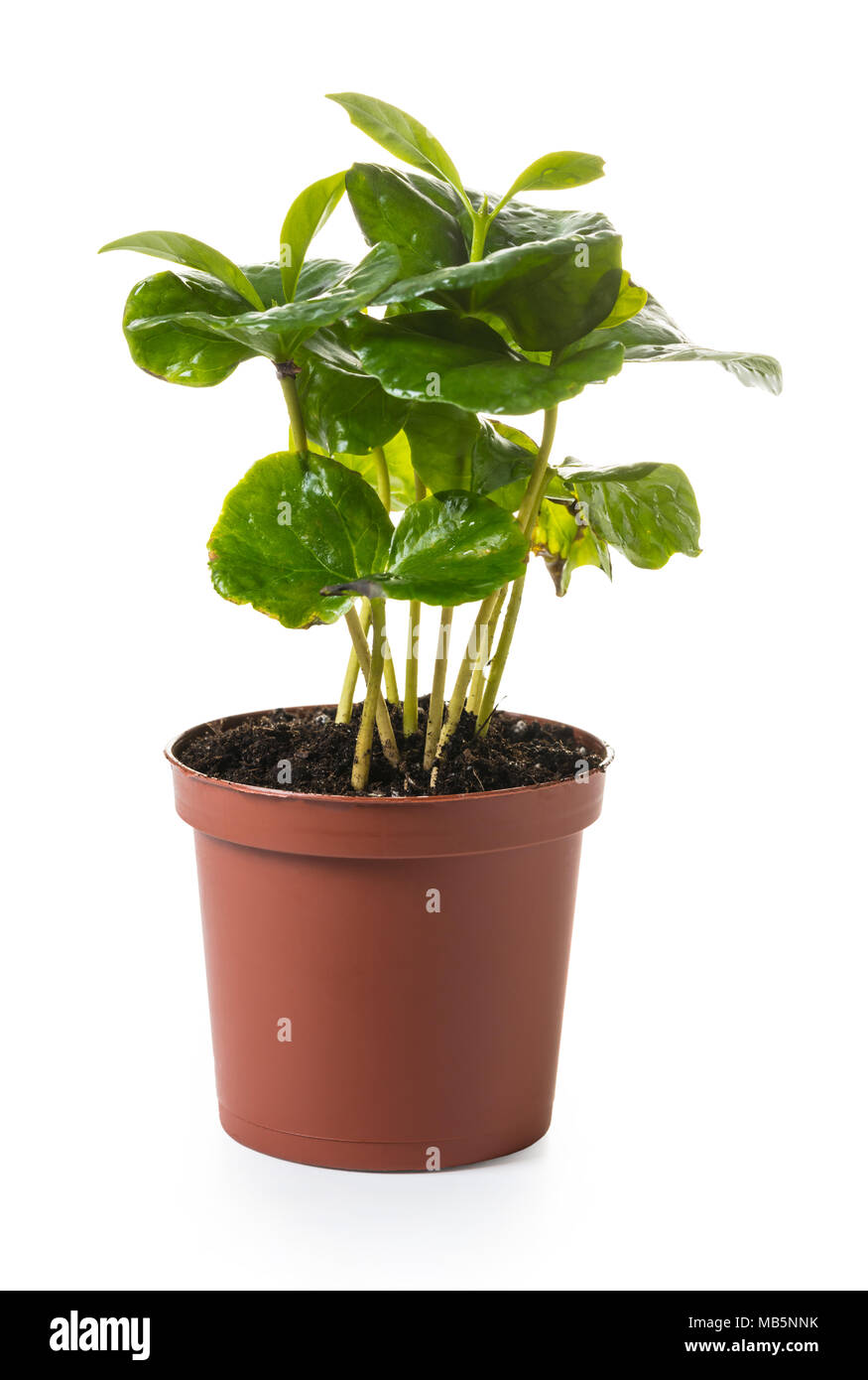 Coffee tree Cut Out Stock Images & Pictures - Alamy