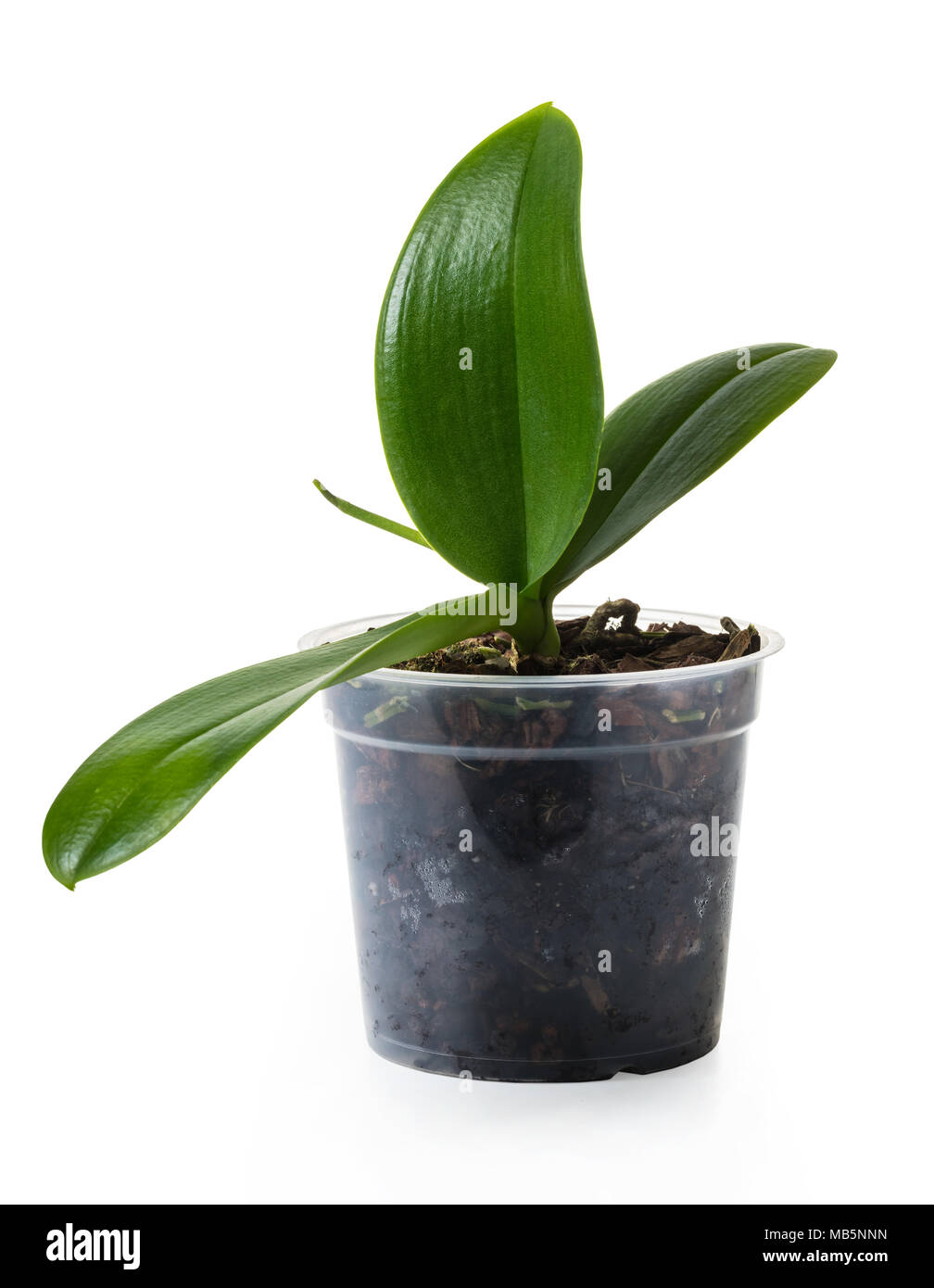 orchid in a pot without flowers on white isolated background Stock ...
