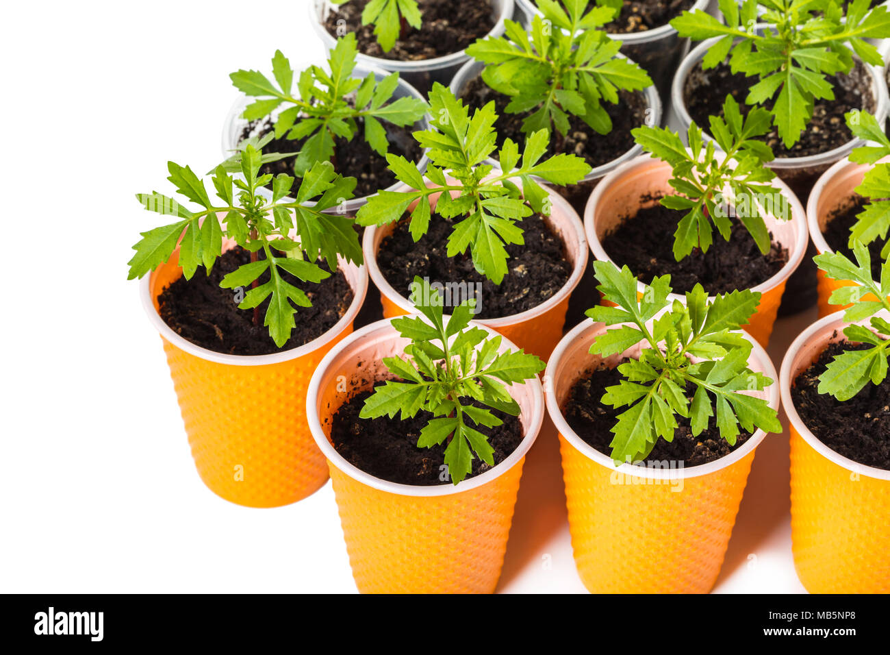 Orange seedling hi-res stock photography and images - Alamy