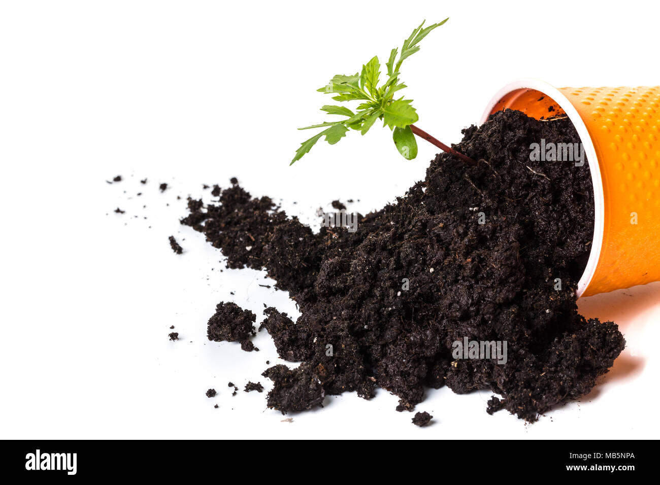 fallen pot with a young plant on a white isolated background Stock ...