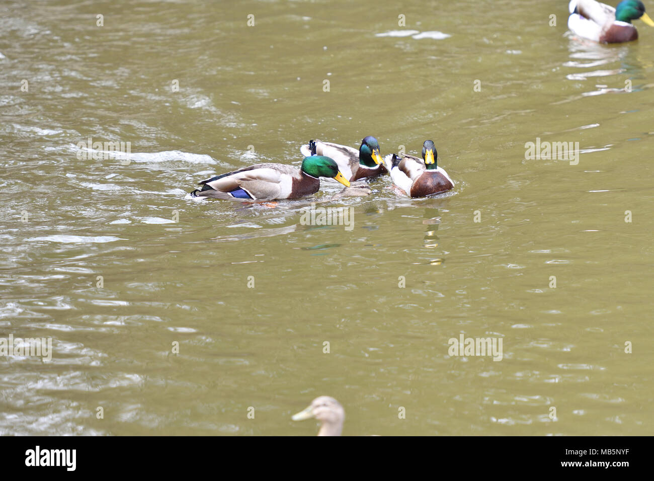 Duck coupling hi-res stock photography and images - Alamy