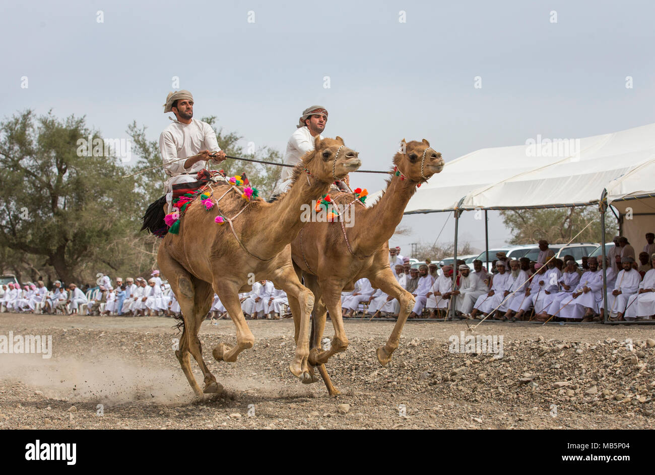 Oman camel racing hi-res stock photography and images - Alamy