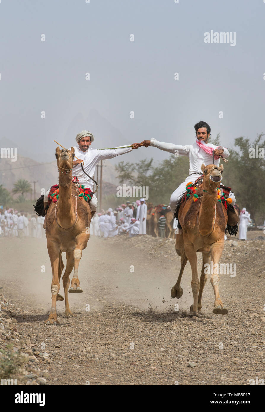 Oman camel racing hi-res stock photography and images - Alamy
