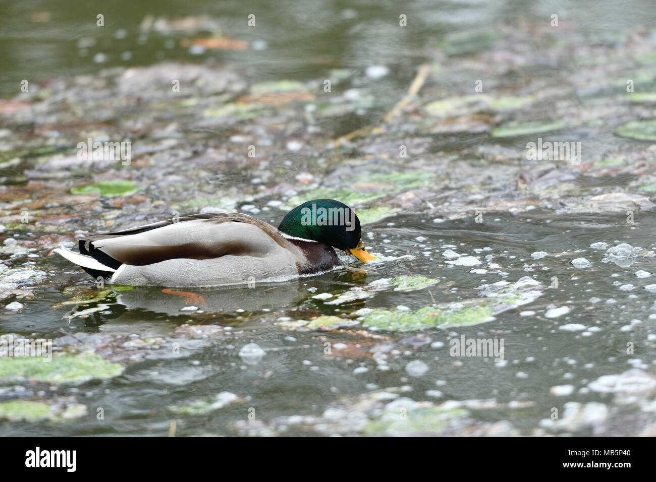 Duck coupling hi-res stock photography and images - Alamy