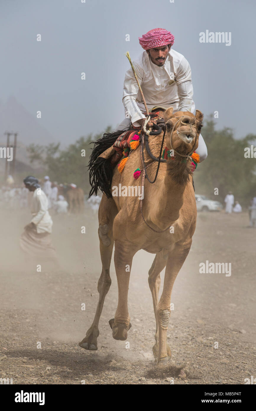Oman camel racing hi-res stock photography and images - Alamy