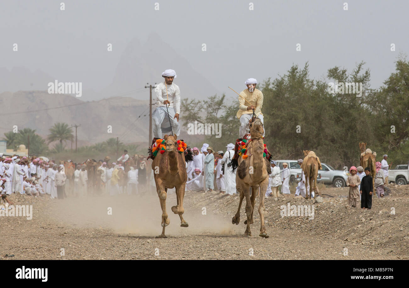Oman camel racing hi-res stock photography and images - Alamy