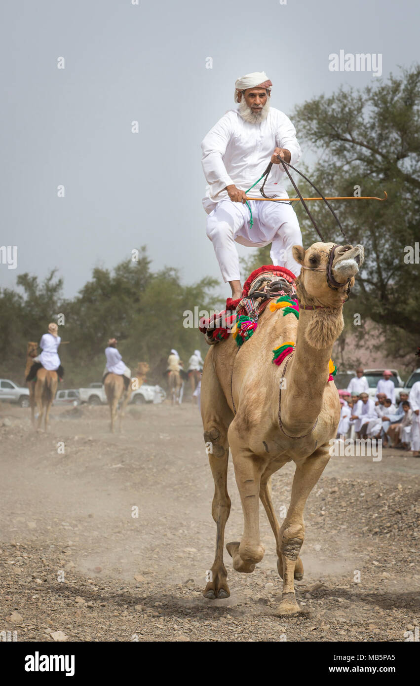 Oman camel racing hi-res stock photography and images - Alamy