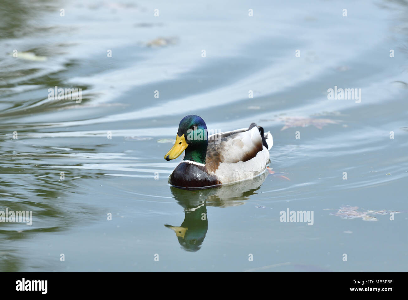 Duck coupling hi-res stock photography and images - Alamy