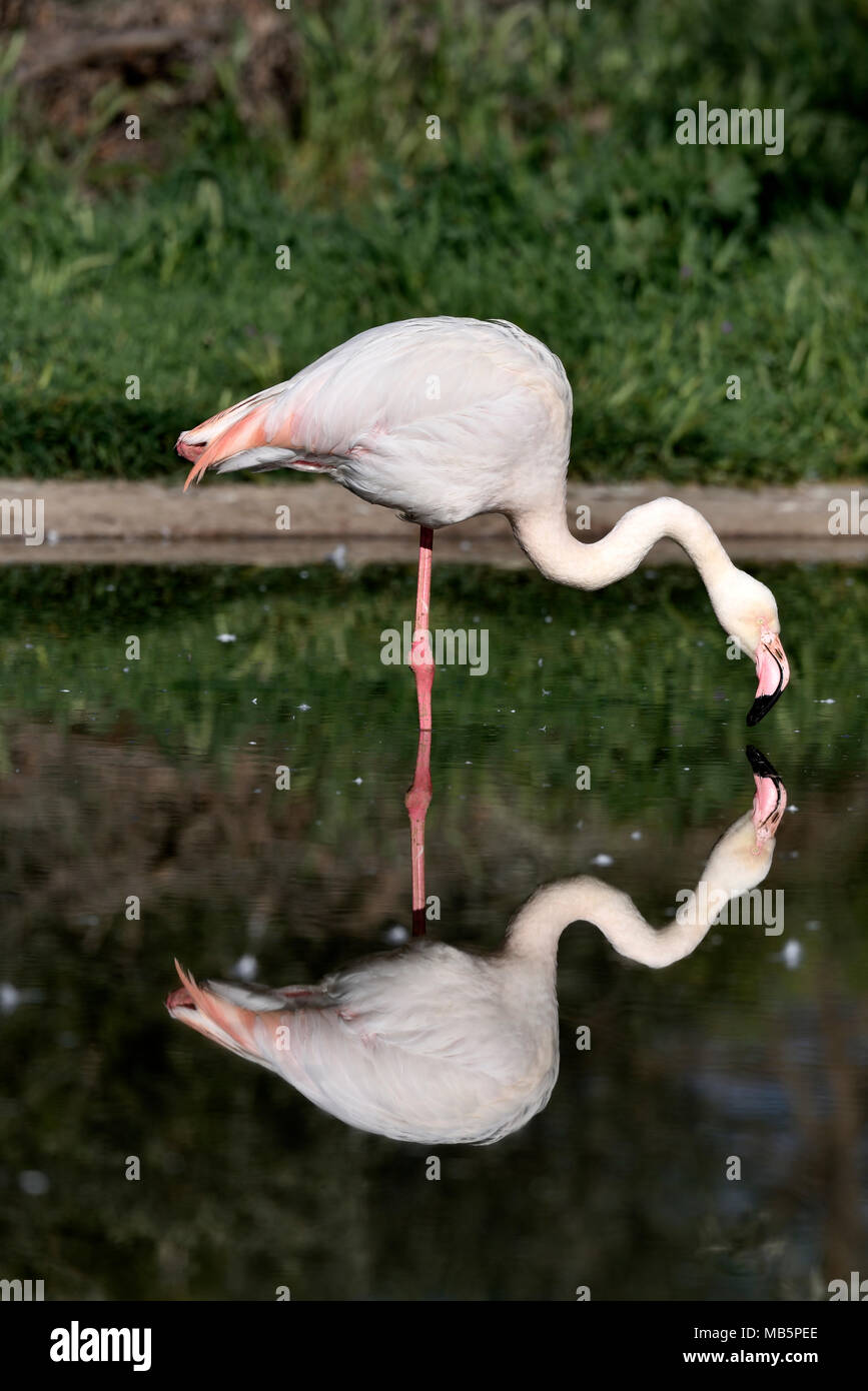 Long neck long legs hi-res stock photography and images - Alamy