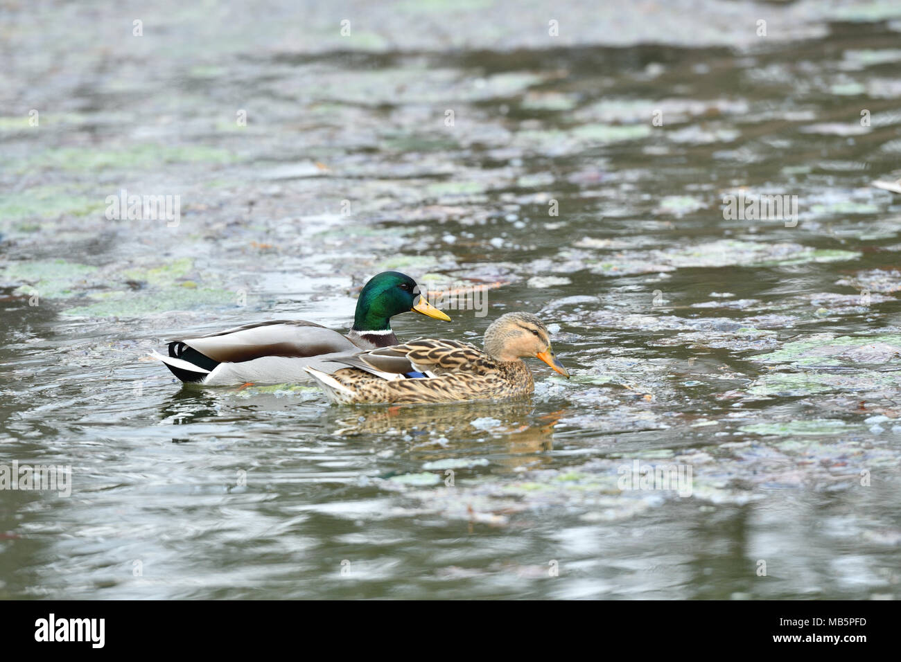 Duck coupling hi-res stock photography and images - Alamy