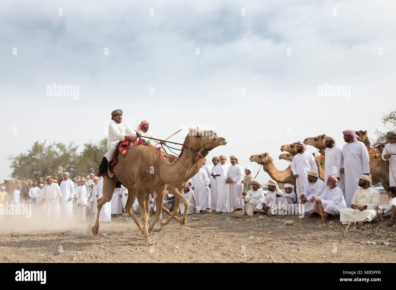 Oman camel racing hi-res stock photography and images - Alamy