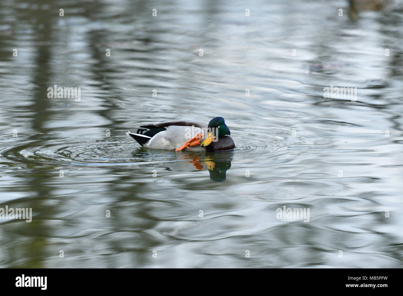 Duck coupling hi-res stock photography and images - Alamy
