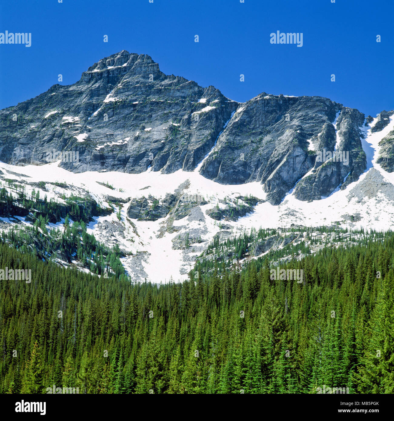 lonesome bachelor in the como peaks section of the bitterroot range ...